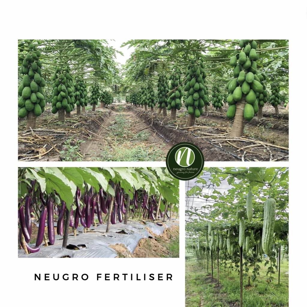 NEULEAF Baja Daun Hijau (700g) Baja Subur NPK (16:16:16) Nitrogen Focus ...