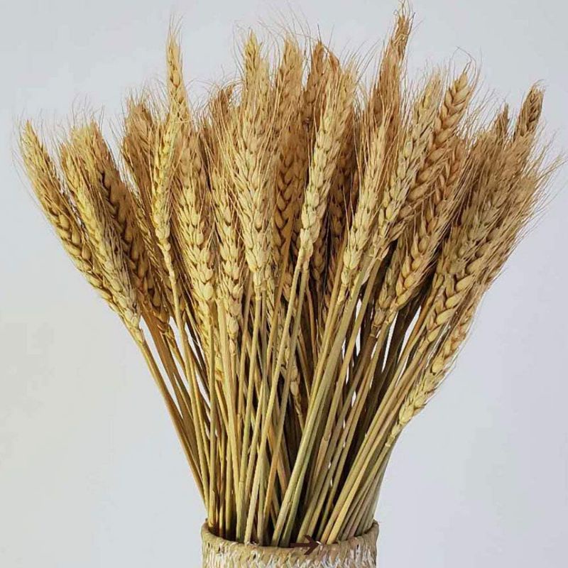 500pc Natural Wheat Dried Flowers Indoor Home Decoration, Dry Natural ...