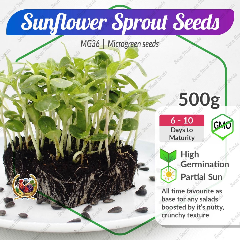 [500g] MG36 Organic Sunflower Sprout Microgreen Soon Huat Seeds ...