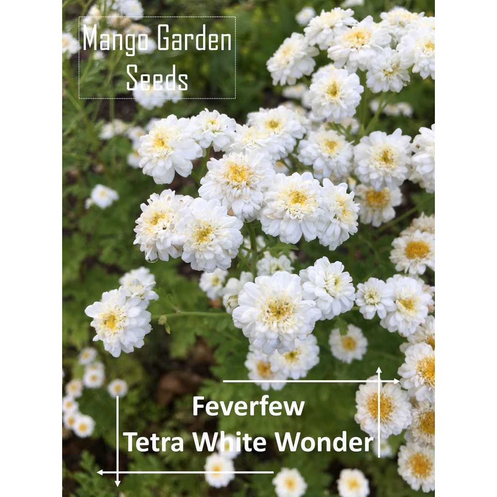 Edible Feverfew Tetra White Wonder Seeds - 20 Seed *Pot Friendly* Tanam ...