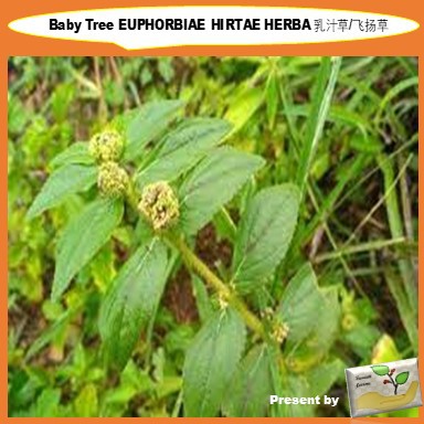 Baby Tree EUPHORBIAE HIRTAF HERBA 乳汁草/飞扬草 | Shopee Malaysia