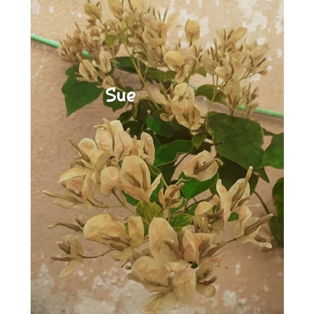 bunga kertas sabah/anak pokok bunga kertas id (fatimah kuning) | Shopee ...