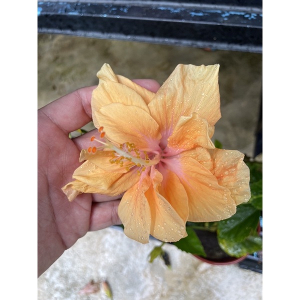 Bunga Raya Hybrid (Mini) | Shopee Malaysia