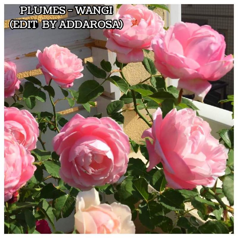 PLUME ROSE - POKOK ROS TAHAN PANAS (BER ID) ADDAROSA | Shopee Malaysia