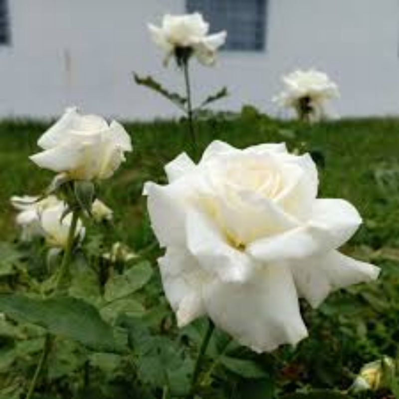 Pokok Bunga Rose Tahan Panas | Shopee Malaysia