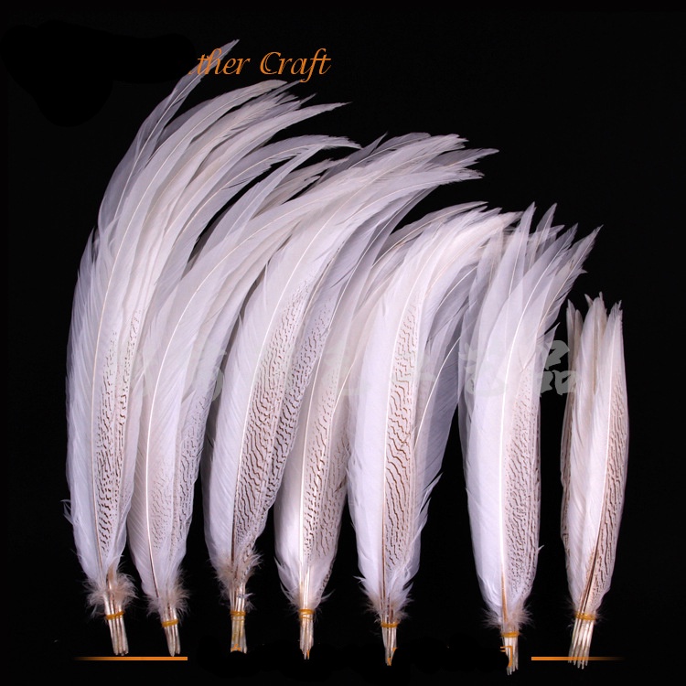 30Inch white Silver Pheasant Tail Feathers/lady amherst/chicken ...