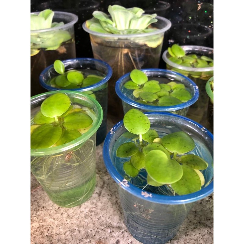 Floating plant Amazon Frogbit/Kiambang Water Latture/duckweed | Shopee ...