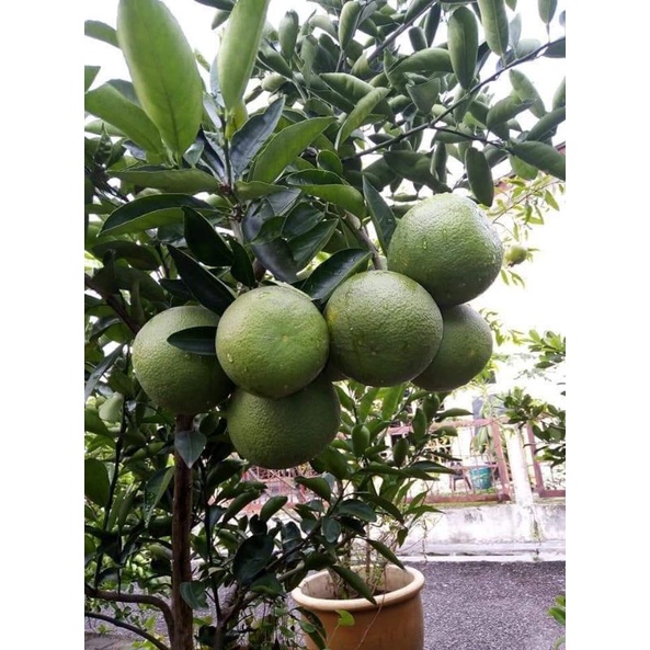Anak pokok pamelo Sunkist | Shopee Malaysia