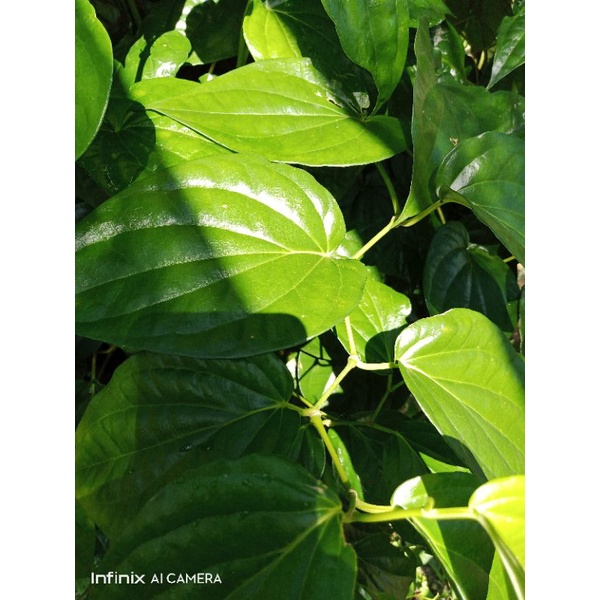 POKOK SIREH,pokok hidup. | Shopee Malaysia