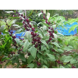 roselle - Prices and Promotions - Mar 2024 | Shopee Malaysia