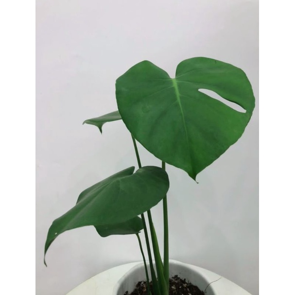 Monstera Deliciosa (Baby) Buy 2@RM50 | Shopee Malaysia