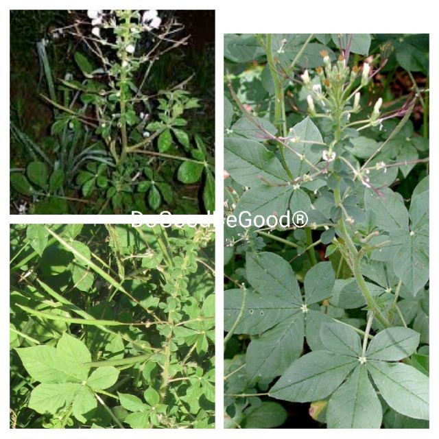 150pcsCleome Gynandra Seeds/Biji Benih Maman Daun Lima | Shopee Malaysia