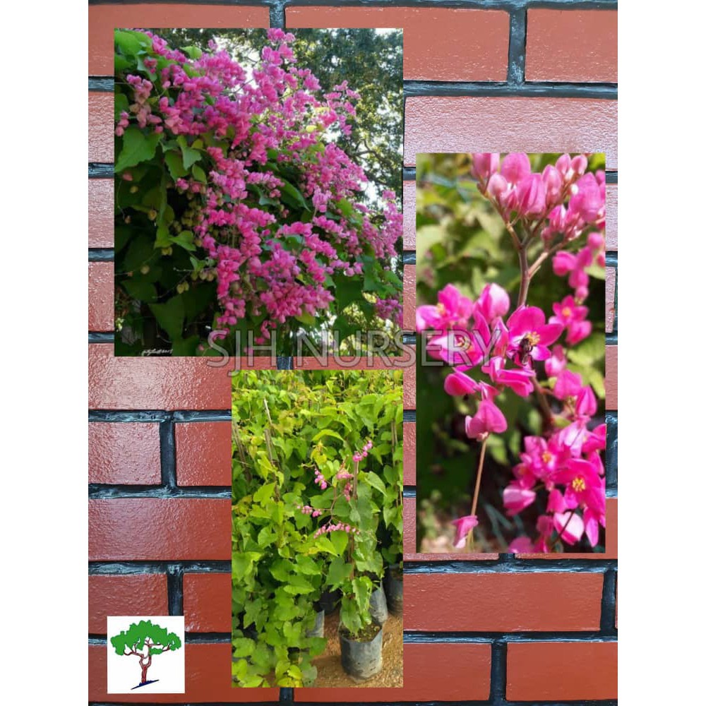 SJH - Anak pokok Air mata pengantin climbers [Real Plant/Live Plant ...