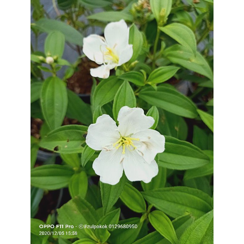 Pokok Senduduk Putih pokok tut telah berbunga | Shopee Malaysia