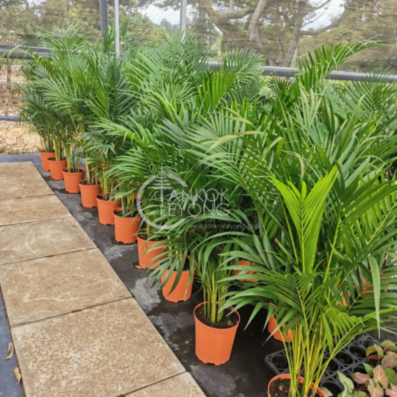 TKL - Big Size Areca Palm Houseplant 100-120cm (Chrysalidocarpus ...