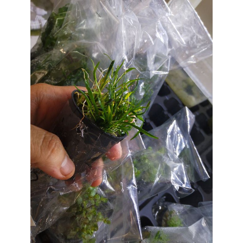 Aquarium Plant betta guppy fish crypt Parva (Pot form) | Shopee Malaysia