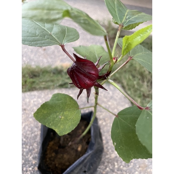 Anak Pokok Rossell/ Rozel | Shopee Malaysia