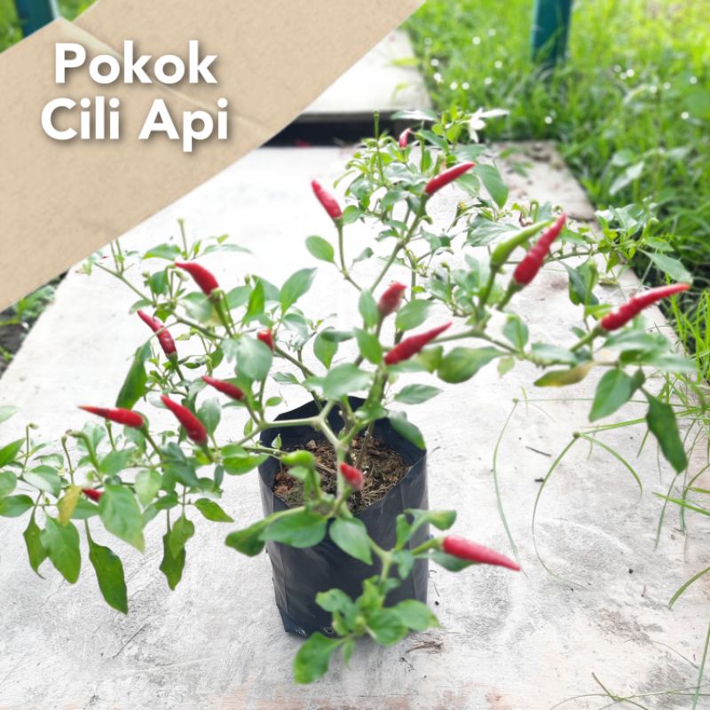Pokok Cili Api / Live Plant / Chili Tree | Shopee Malaysia