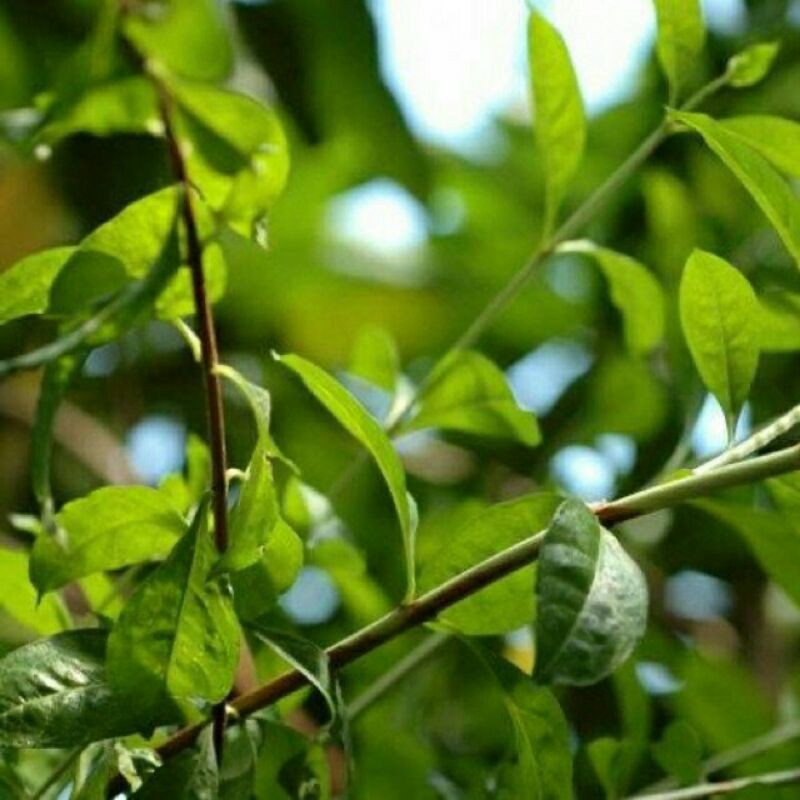 keratan batang pokok inai fresh senang hidup | Shopee Malaysia