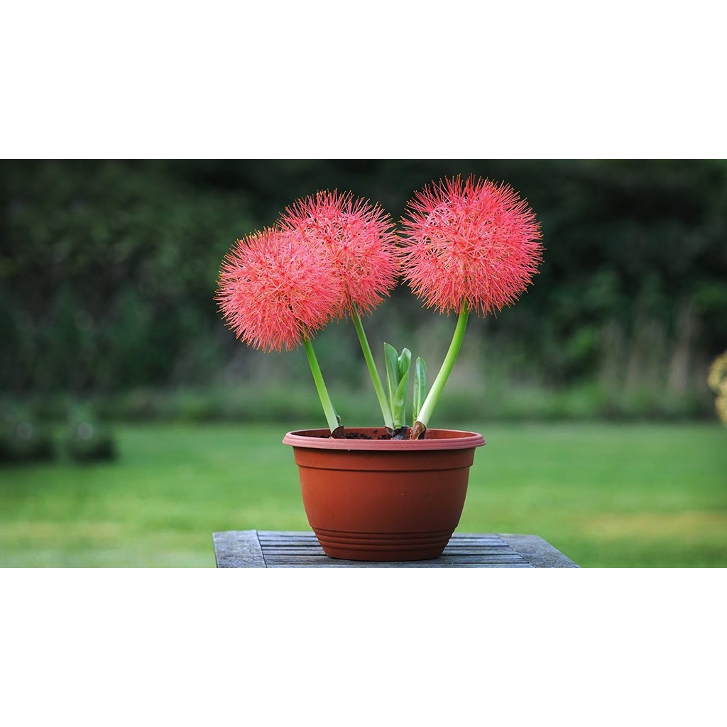 Scadoxus Multiflorus Lily African blood lily , haemanthus multiflorus ...