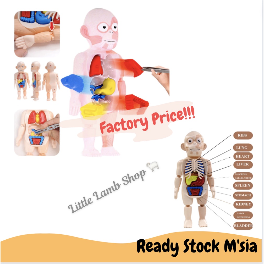 Anatomy Human Body Model 3D Organ Anatomical / Badan Sains/Assembled ...
