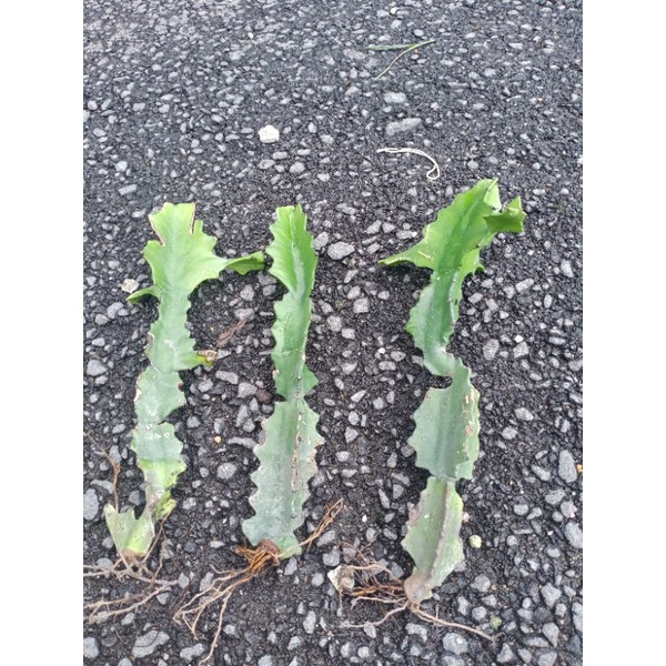 keratan Euphorbia lactea/ cactus lanskap | Shopee Malaysia