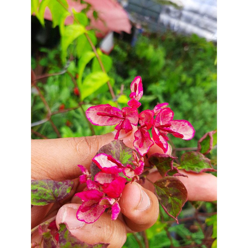 Pokok bunga kertas hidup dalam beg 8x8 inch. citra, black maria ...