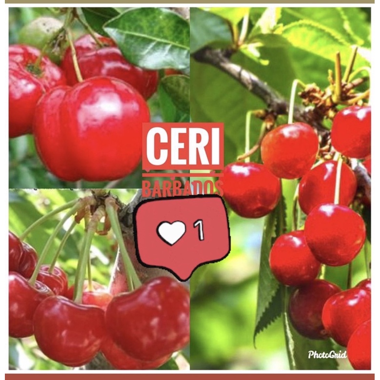 Anak Pokok Ceri Barbados | Shopee Malaysia