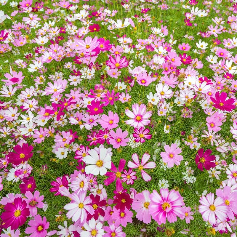 Biji Benih - Bunga Kosmos | Flower Seed - Garden Cosmos / Mexican Aster ...