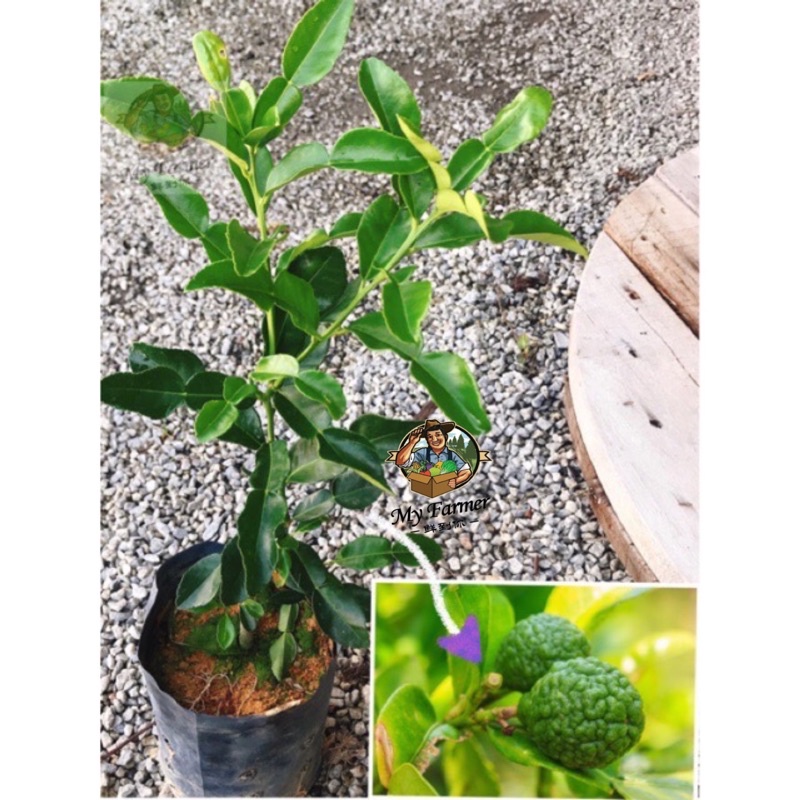 READY STOCK Kaffir lime (Limau purut) Plants,limau nipis/Fruit Tree ...