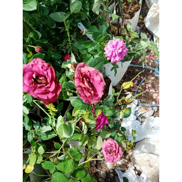Pokok Bunga Ros ID Siam / Pokok Bunga Ros Berbau Wangi | Shopee Malaysia