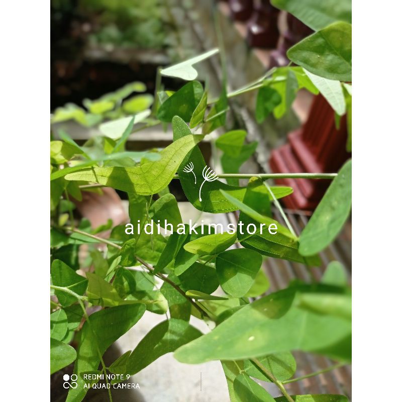 Benih pokok rerama ~2 keratan/ Anak Pokok Rerama Dalam polibeg | Shopee ...