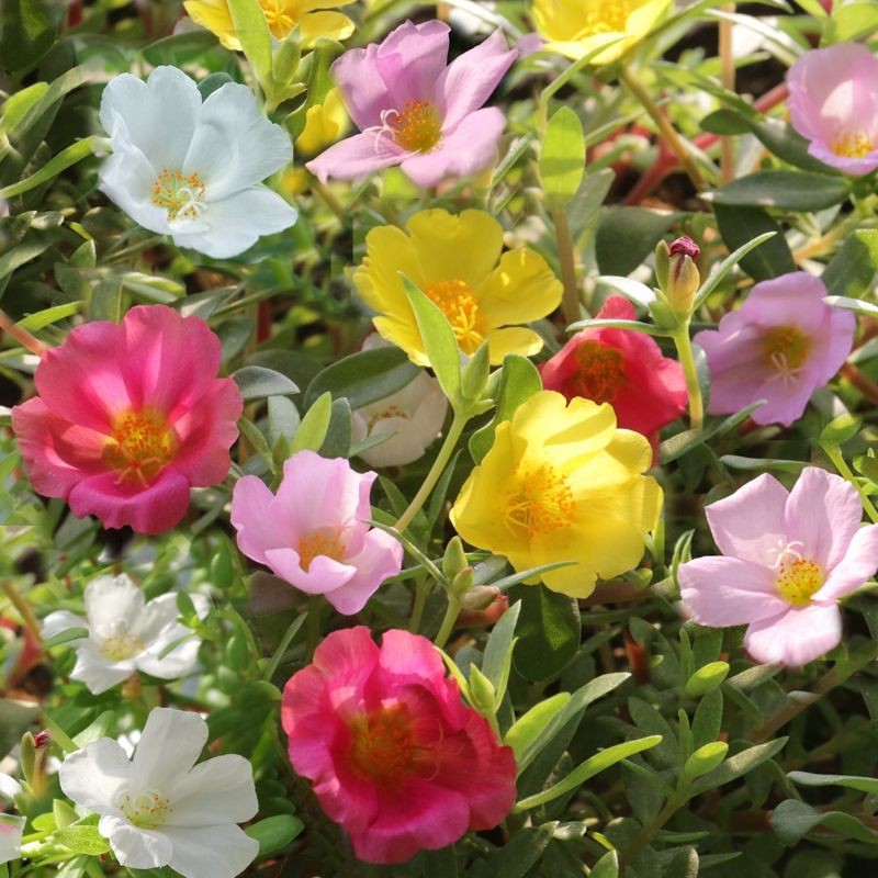 Benih Bunga Rose Moss Satu Lapis Petal Mix Colour/Flower Ros Moss ...