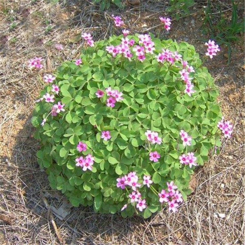 Biji Benih - Bunga Semanggi | Flower seed - Lucky Grass | 种子 - 三叶红白幸运草 ...