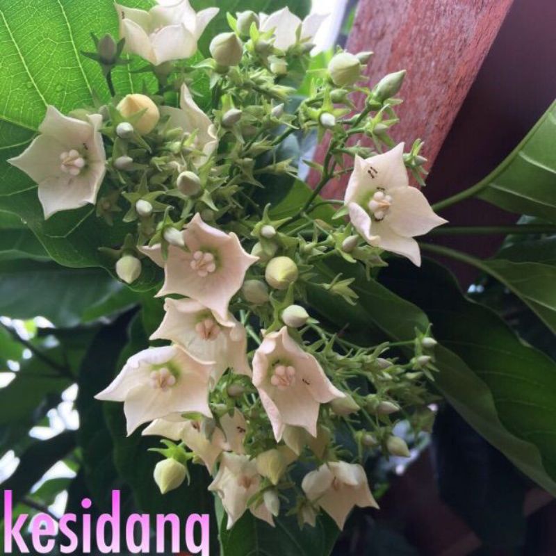 Bunga Kesidang Wangiiiii.. | Shopee Malaysia