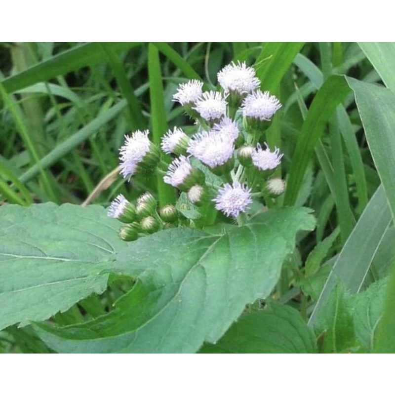 3 pokok/rumput tinja khinzir | Shopee Malaysia