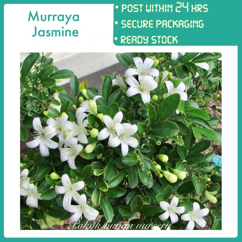 PBN - Murraya - pokok bunga nursery kemuning orange jasmine jessamine ...