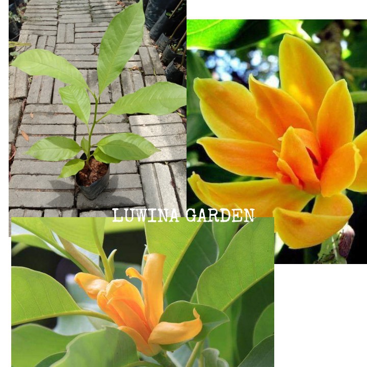 Anak Pokok Bunga Cempaka Kuning Bunga Wangi / Michelia Champaca Sapling ...