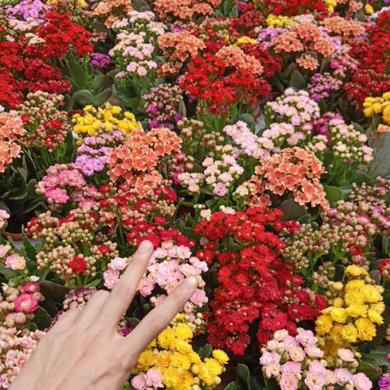 Kalanchoe Flower Succulent Plant 万紫千红 - Bunga Hiasan Hidup | Indoor ...