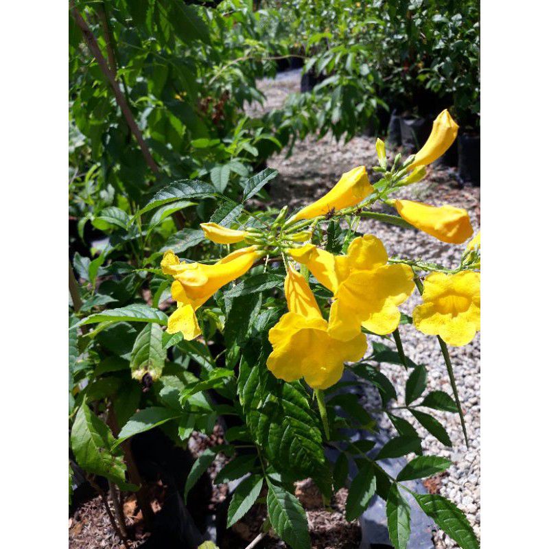 Anak Pokok Bunga Tecomaria /Tecoma Stand | Shopee Malaysia