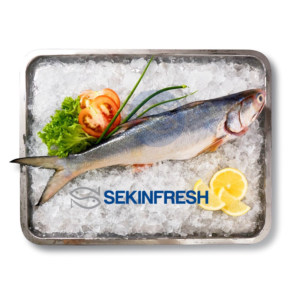 Ikan Senangin / Threadfin / Mayao Whole fish (Wild caught from ...