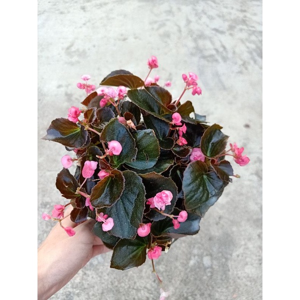 [Paling Horticulture Sdn Bhd] Begonia Cucullata Flower Plant | Pokok ...