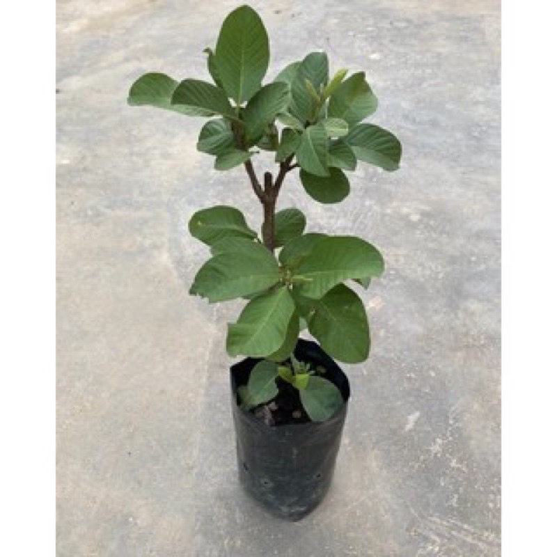 Anak Pokok Jambu Batu LOHAN 罗汉番石榴 树苗 LOHAN AND DIAMOND TREE. | Shopee ...