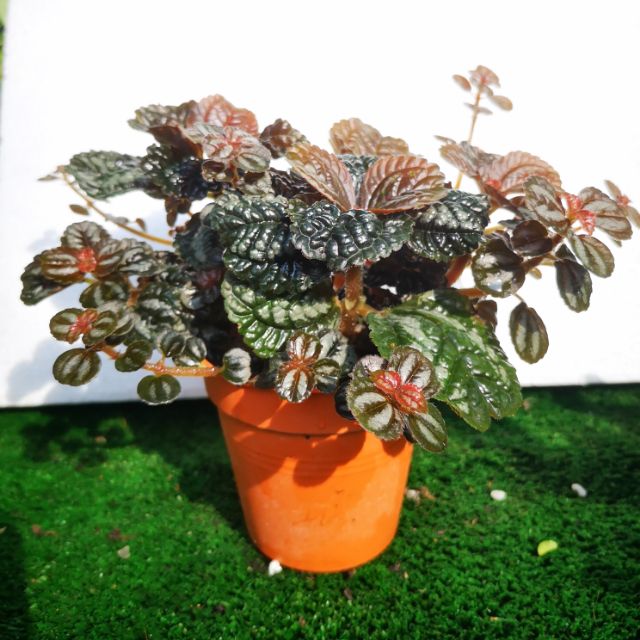 💐 ReadyStock🌹Real Live Plant 🌻 Mini Pilea Involucrata 🌱 Pokok Hiasan ...