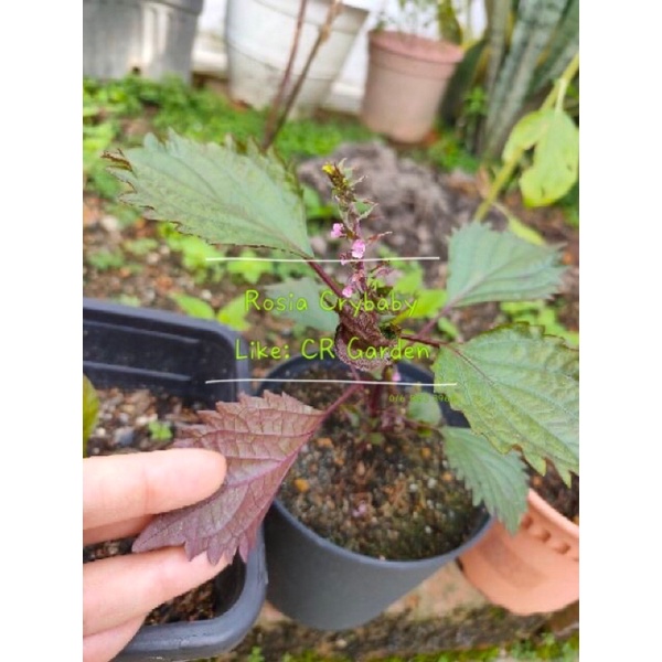 Japanese Purple and Green Perilla 10 Seeds 日本紫背紫苏10粒 需要时间发芽 Need time ...