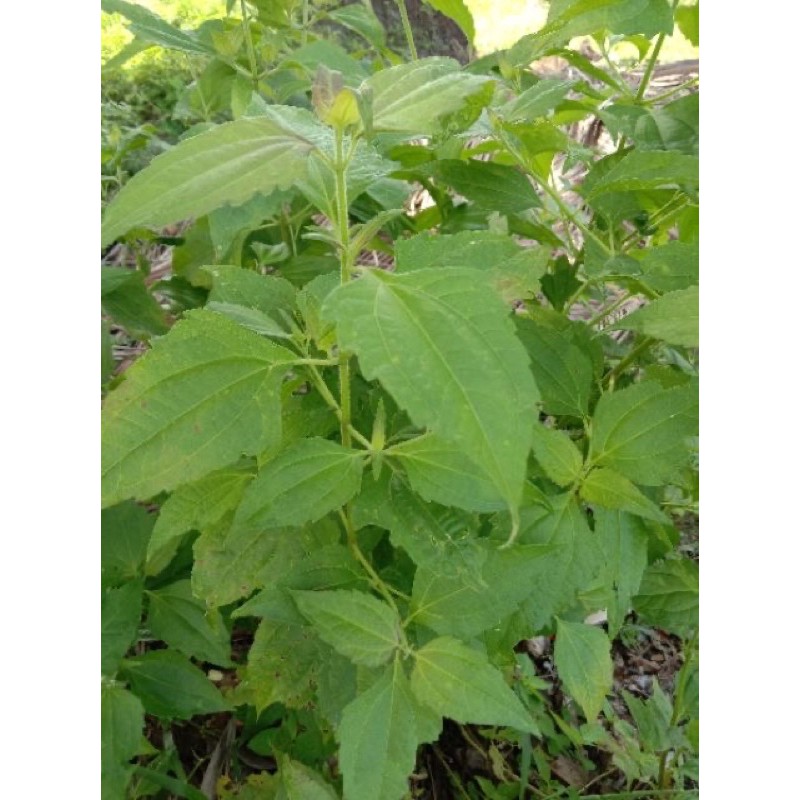 50 HELAI DAUN KAPAL TERBANG | Shopee Malaysia