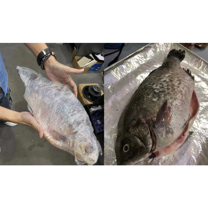 CLEAR STOCK PACKAGE “E” : IKAN TENGALAN SARAWAK 1.6kg (丁加兰)( WILD ...