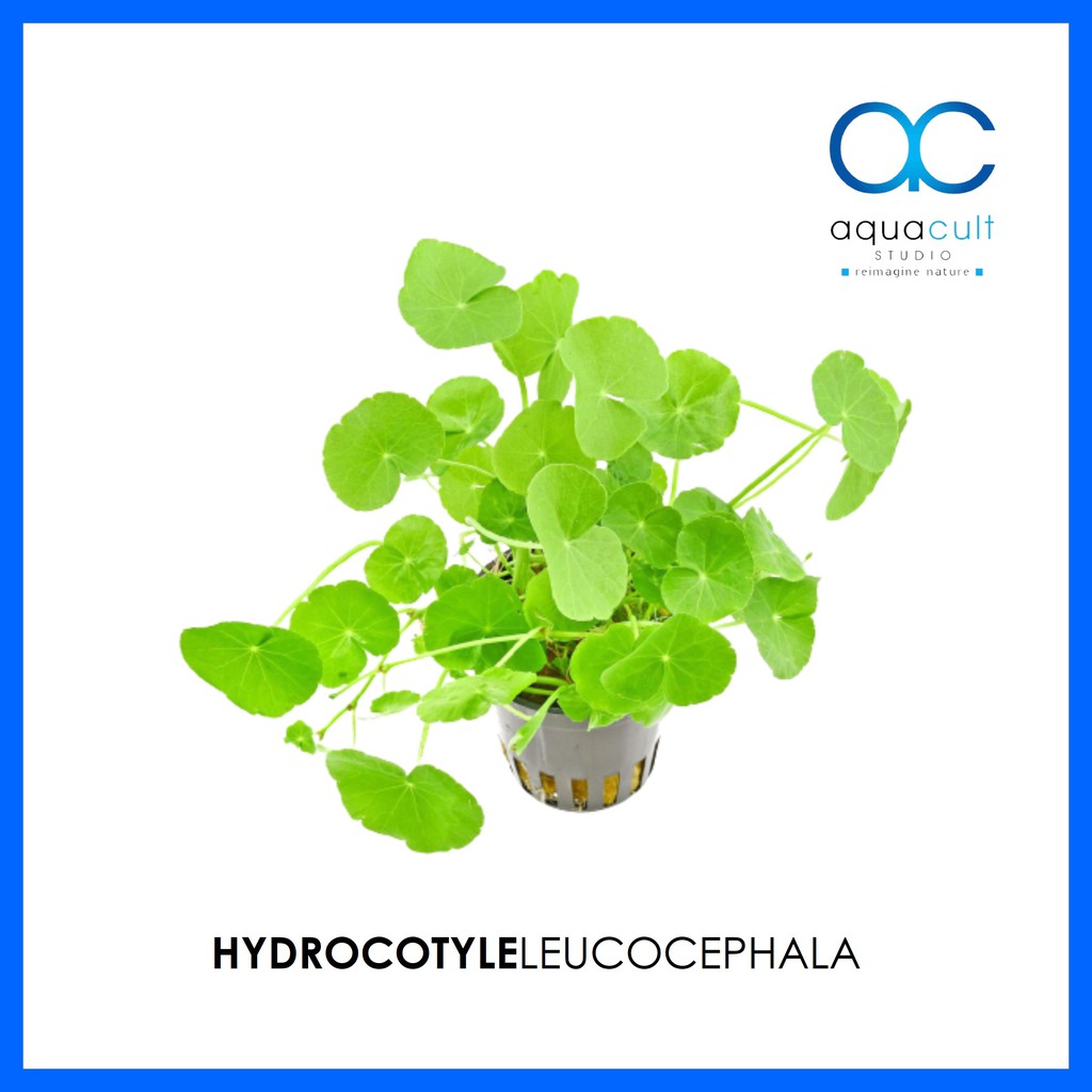 Hydrocotyle Leucocephala/Brazilian Pennywort - Pot (Aquascape/Aquarium ...