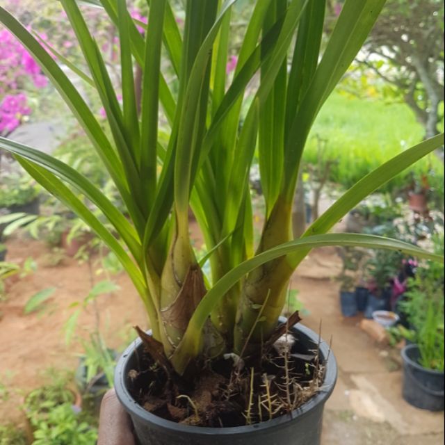 ORKID HARIMAU RARE BUNGA KUNING | Shopee Malaysia