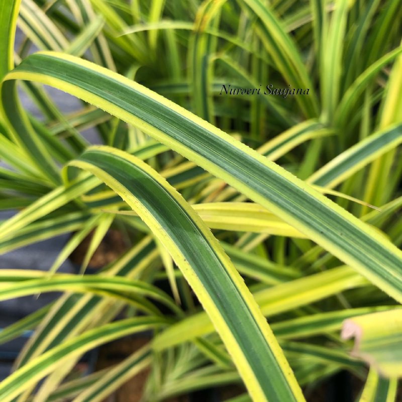 ANOR - Pandanus Pygmaeus / Pokok Pandan Pigmi | Shopee Malaysia